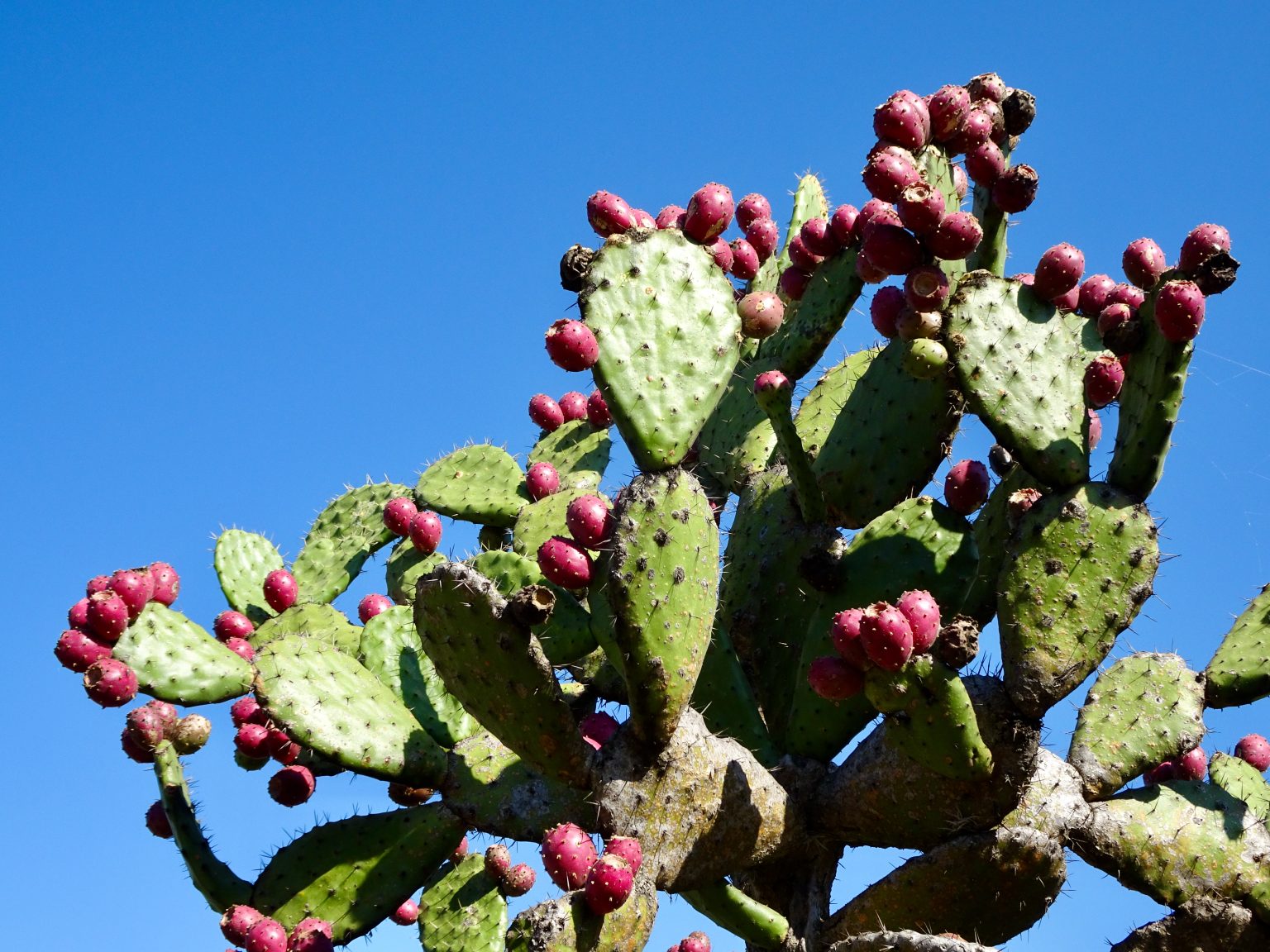 How to Break Down Prickly Pears • Beyond Mere Sustenance